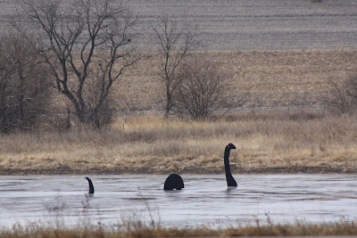Flyover Country: Cryptozoology